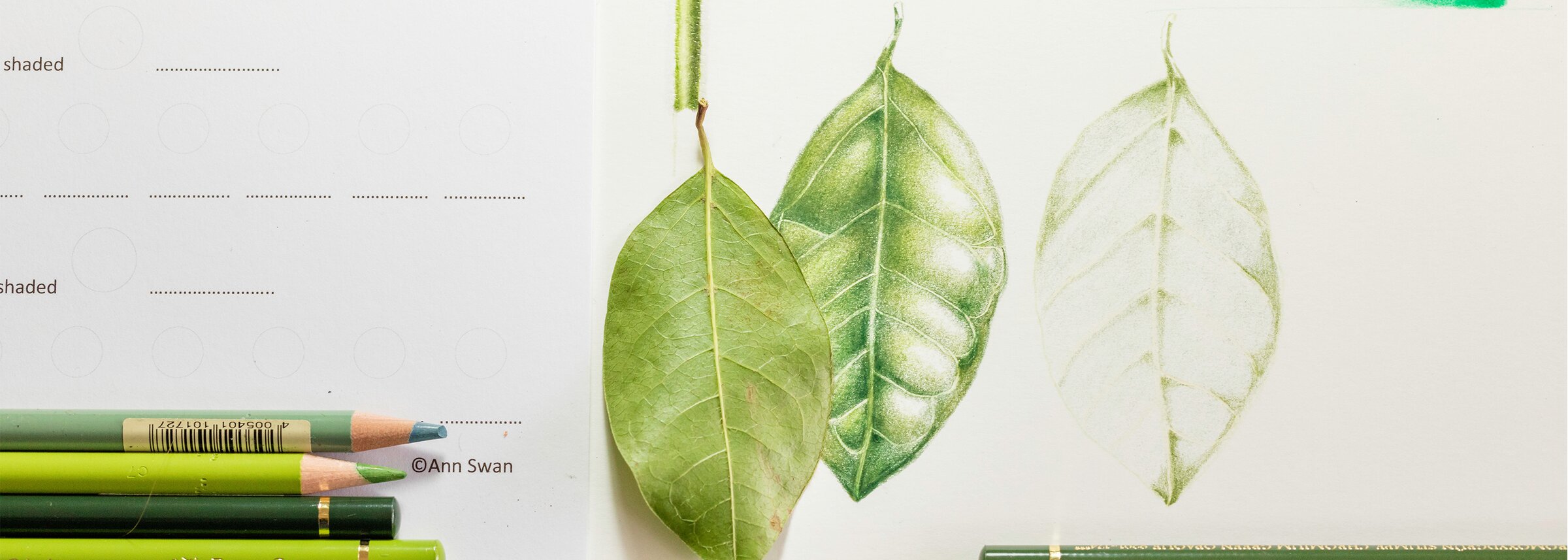 Botanical Art Courses | Drawing & Painting | West Dean | West Dean