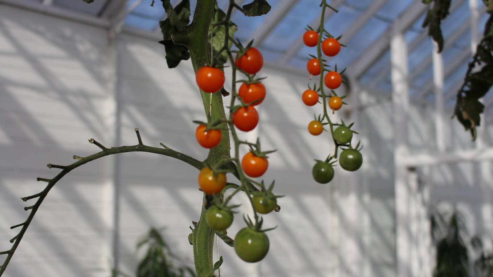 Victorian Glasshouses | West Dean Gardens