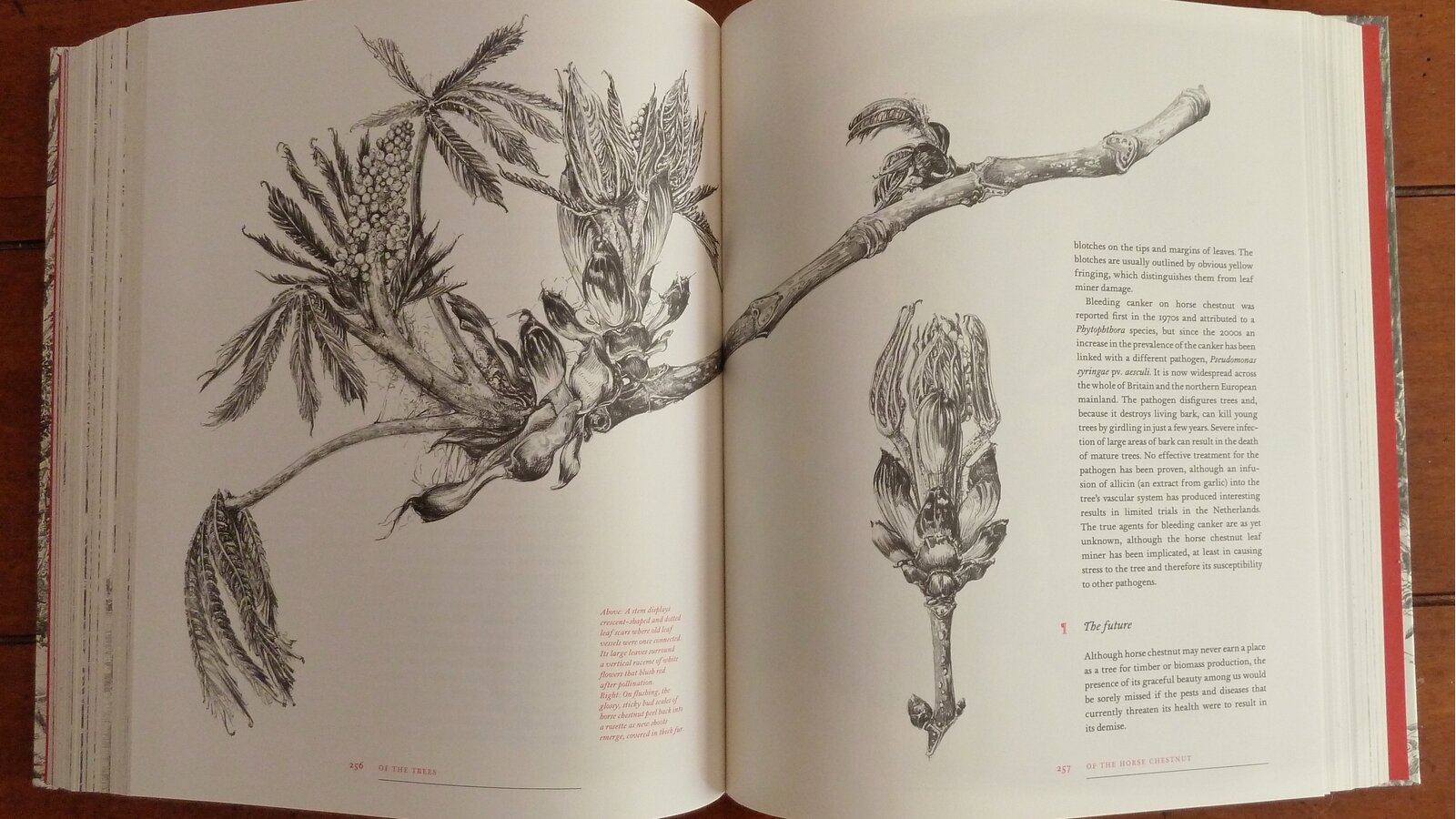 Sarah Simblet - West Dean College