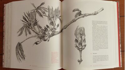 Sarah Simblet - West Dean College