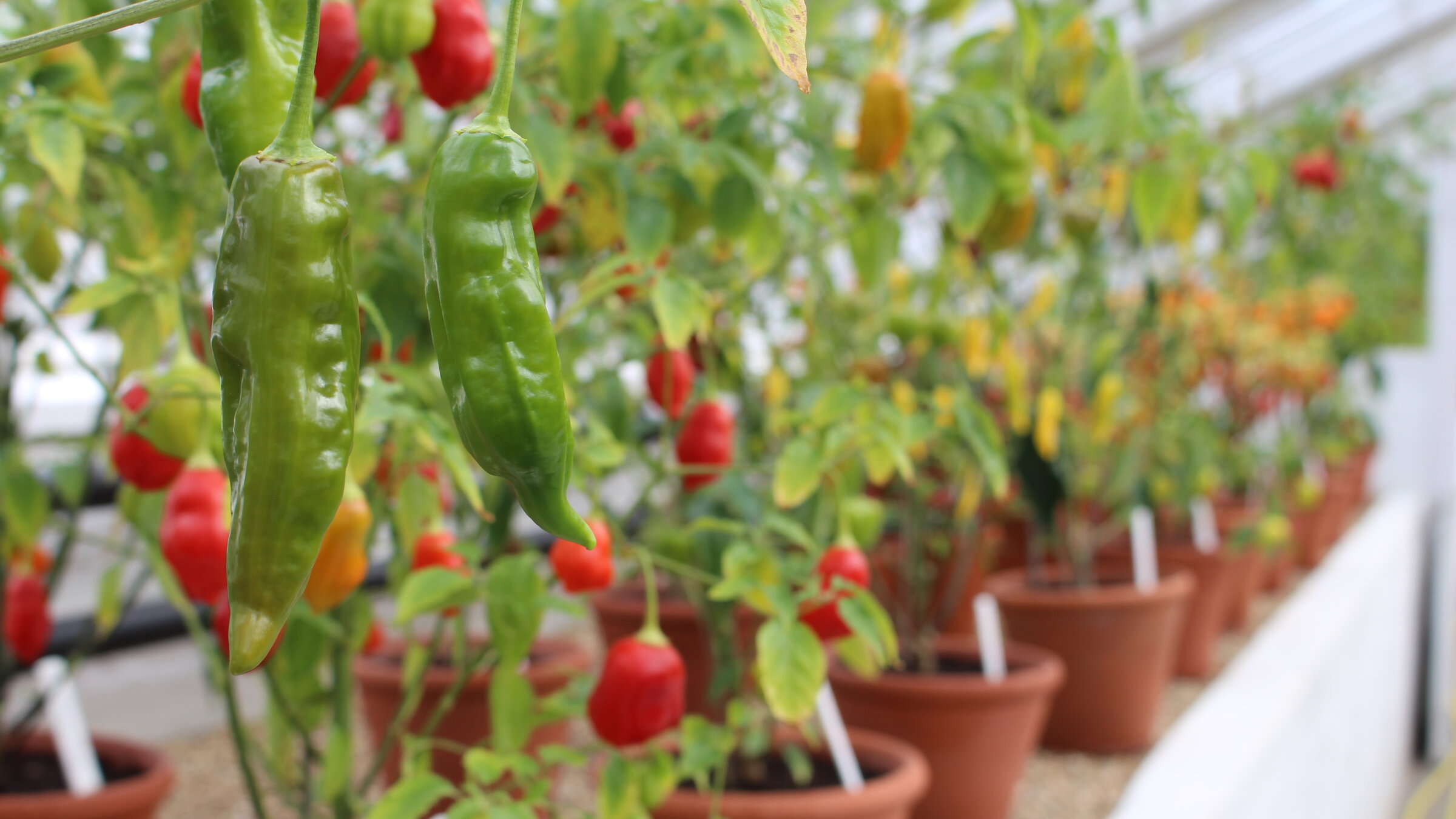 Gardening at West Dean's Award Winning Chilli Fiesta