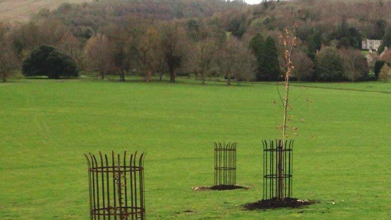 New Generation Of Trees | West Dean Gardens Blog