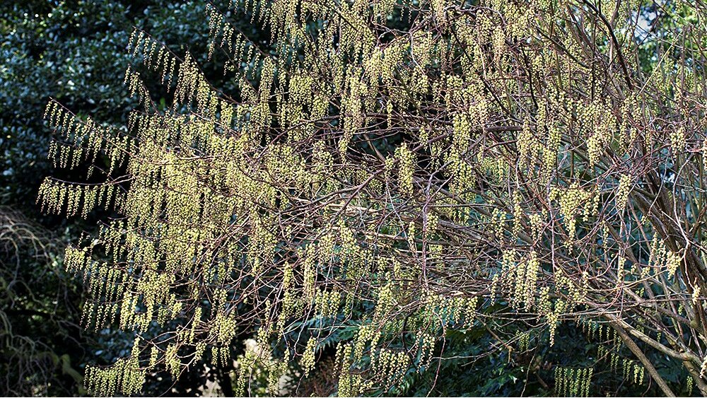 Stachyurus Praecox | Blog | West Dean Gardens