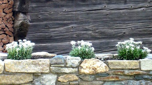 Alpine Gardens | KLC School of Design Blog