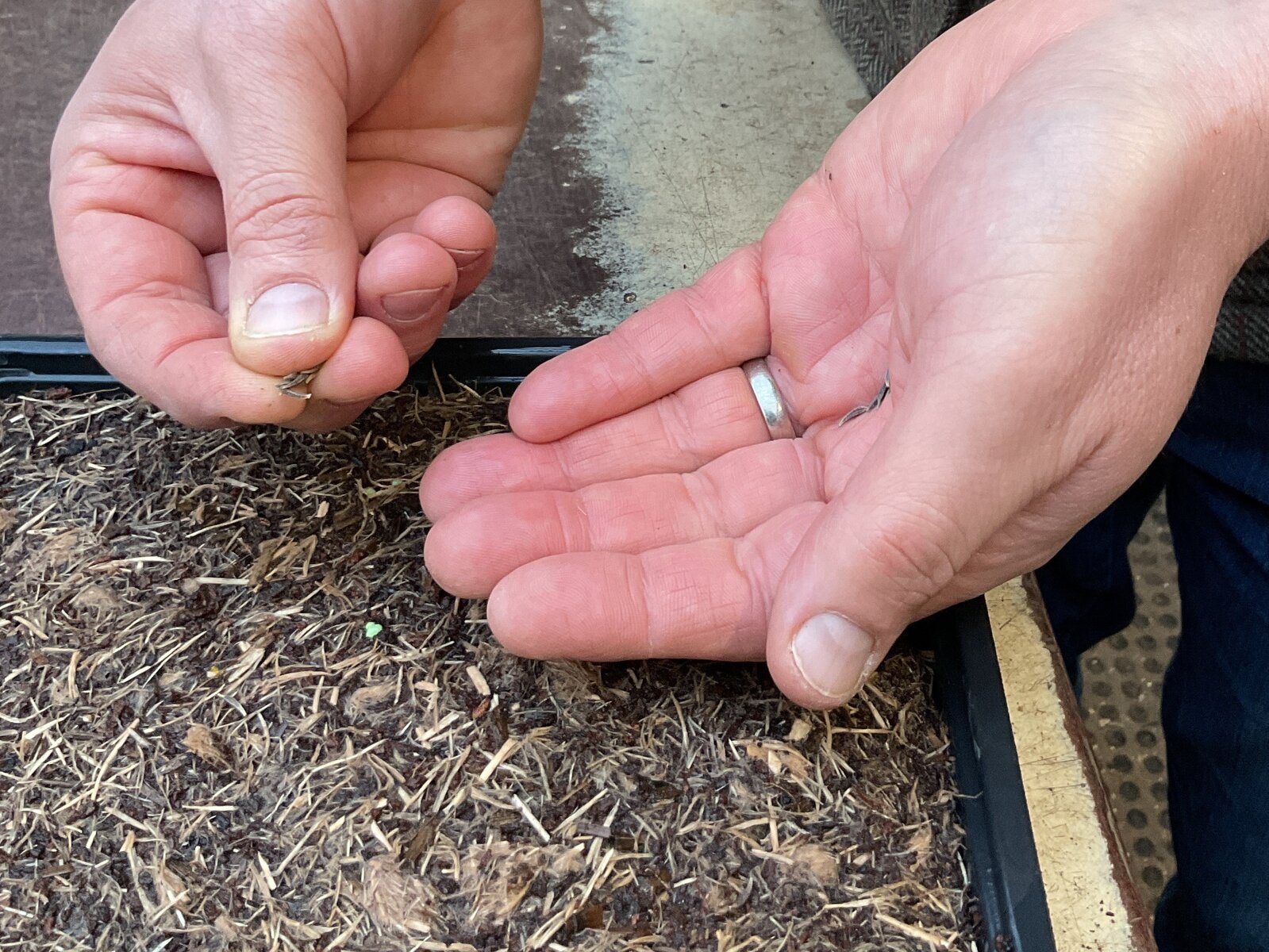 Peat-free Compost Trial Results | West Dean Gardens