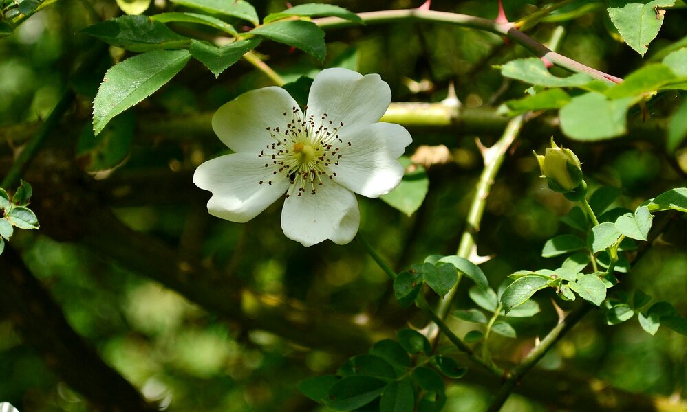 Plant Diversity - The Rose |KLC School of Design Blog
