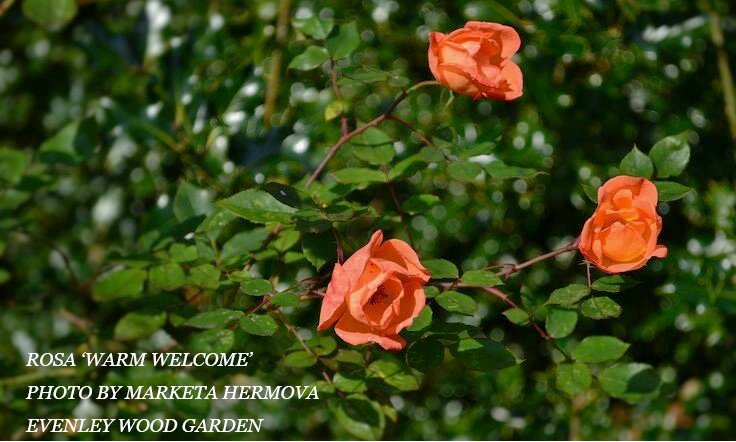 Plant Diversity - The Rose |KLC School of Design Blog