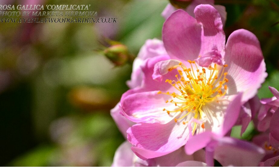 Plant Diversity - The Rose |KLC School of Design Blog