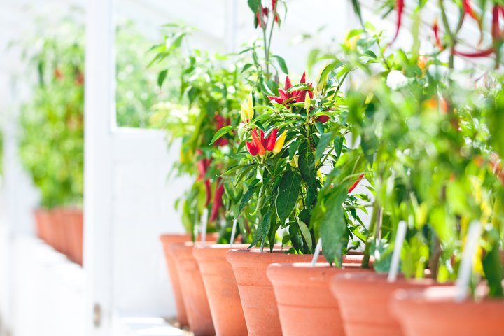 The annual Chilli Fiesta at West Dean Gardens