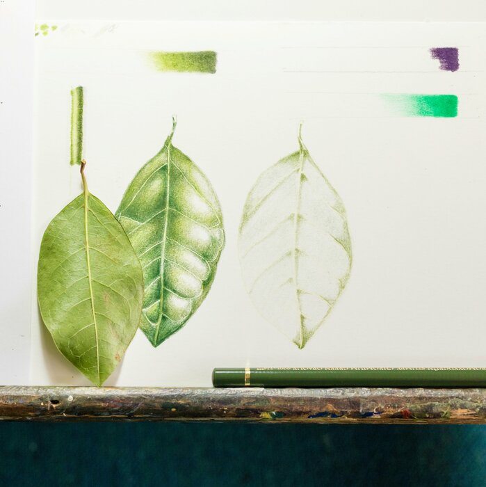 Botanical Art Courses | Drawing & Painting | West Dean | West Dean
